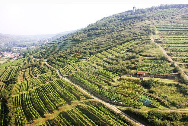 Beeindruckende Weinberge im Kamptal-Österreich | Paasburg's - Wein aus ...