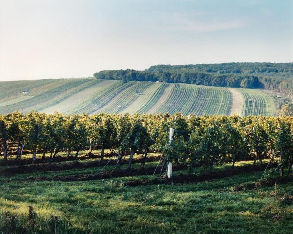 Weingut-Weninger-Österreich-Rieden | Paasburg's - Wein aus Leidenschaft